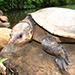 Turtle species | Environment, land and water | Queensland Government