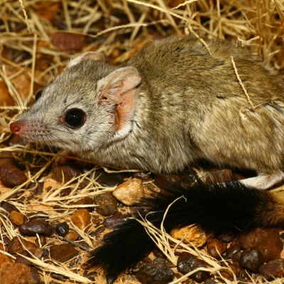 Featured species projects | Environment, land and water | Queensland ...