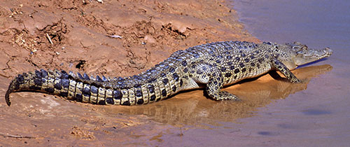 Crocodile management zones | Environment, land and water | Queensland ...