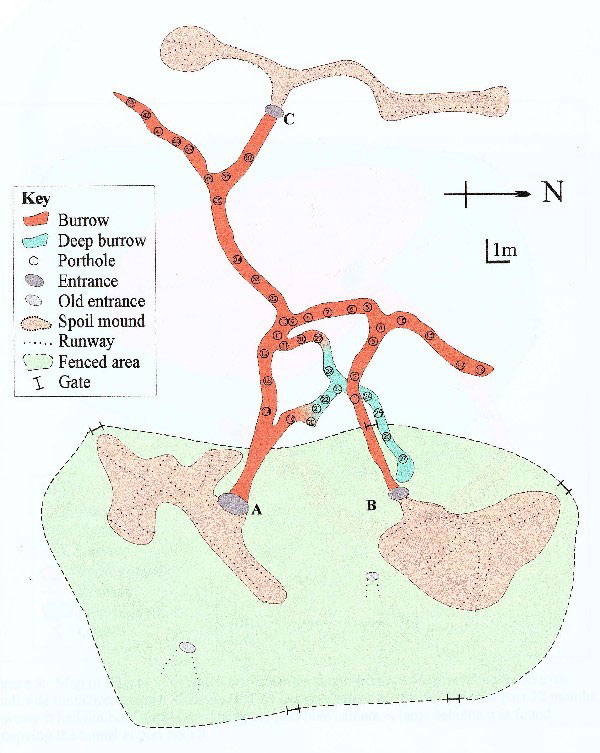Wombat Burrow Tunnels