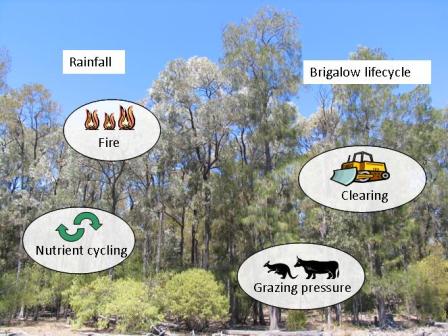 Ecology | Environment, land and water | Queensland Government