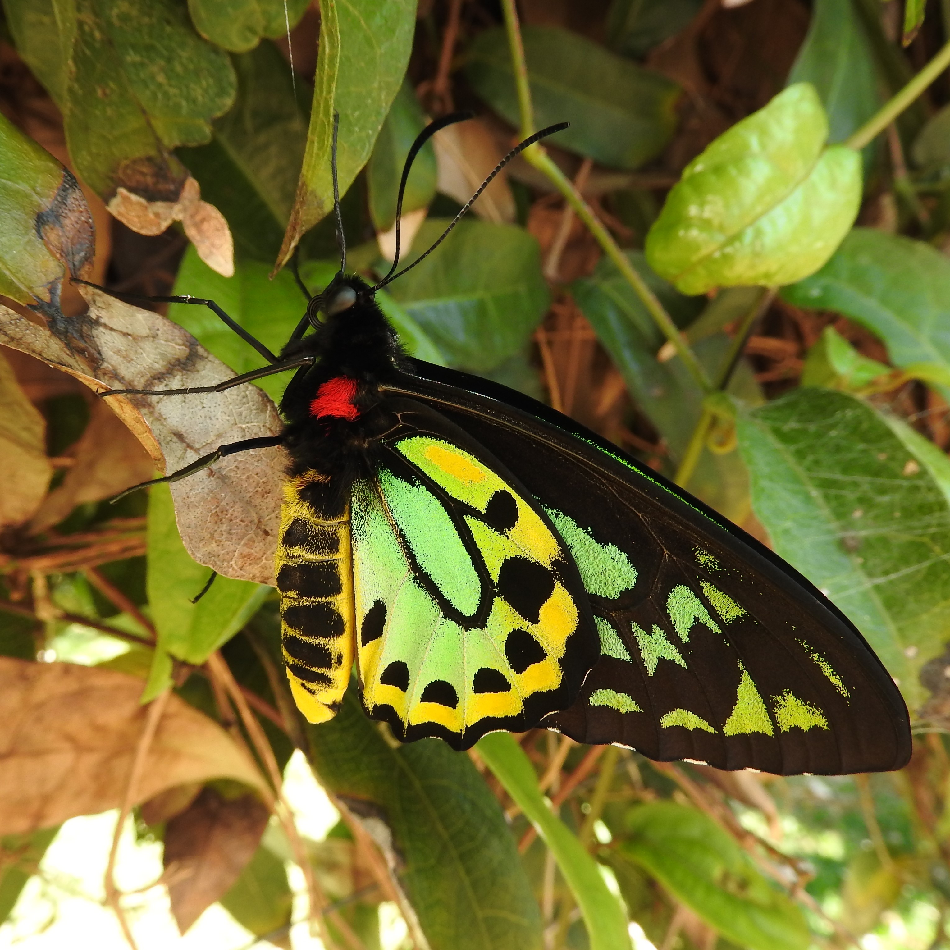 Featured species projects | Environment, land and water | Queensland ...