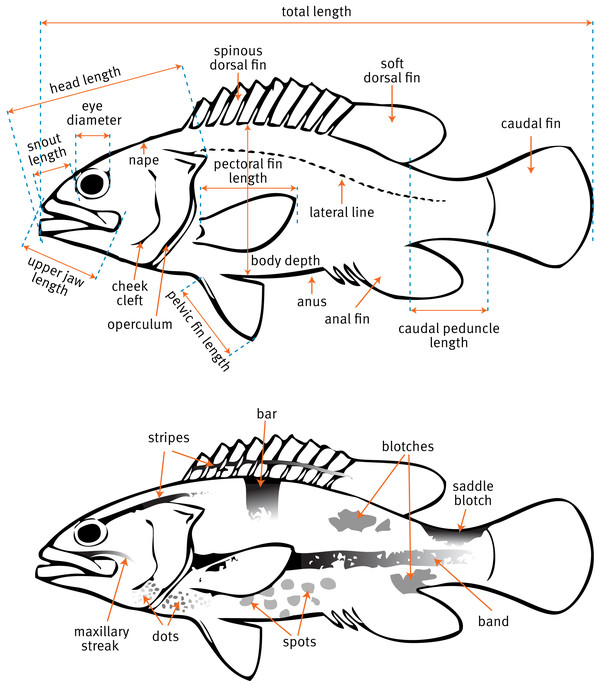 Fish Anatomy Recreation Sport And Arts Queensland Government Fish Anatomy Recreation Sport And Arts Queensland Government