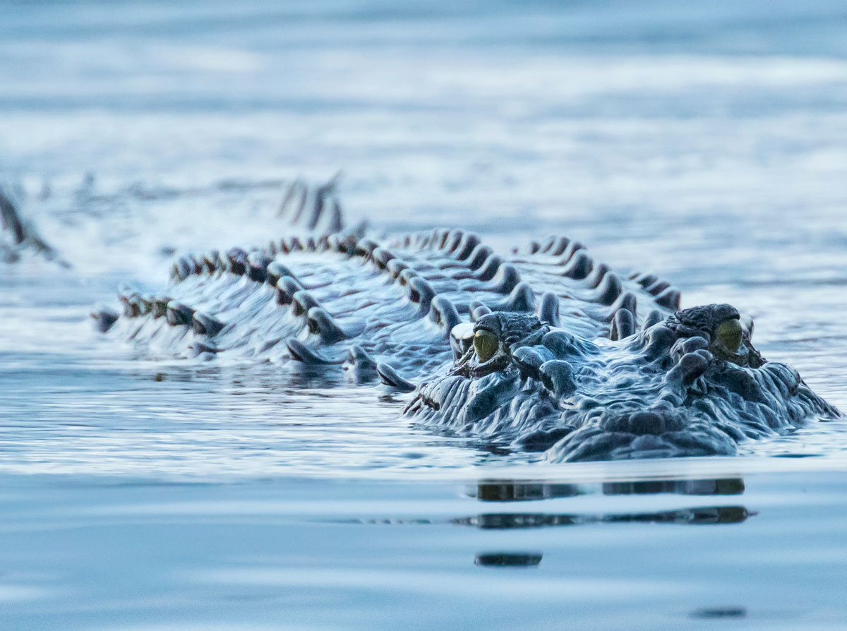 Be Crocwise | qld.gov.au