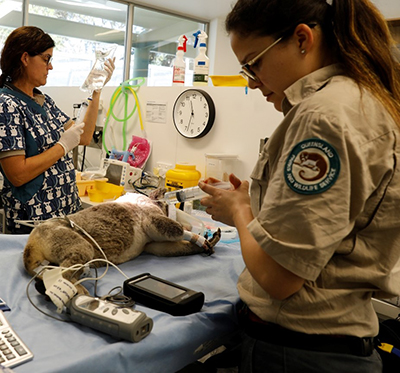 Sick, injured and orphaned wildlife | Environment, land and water ...