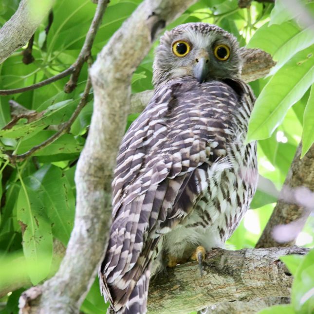 Featured species projects | Environment, land and water | Queensland ...